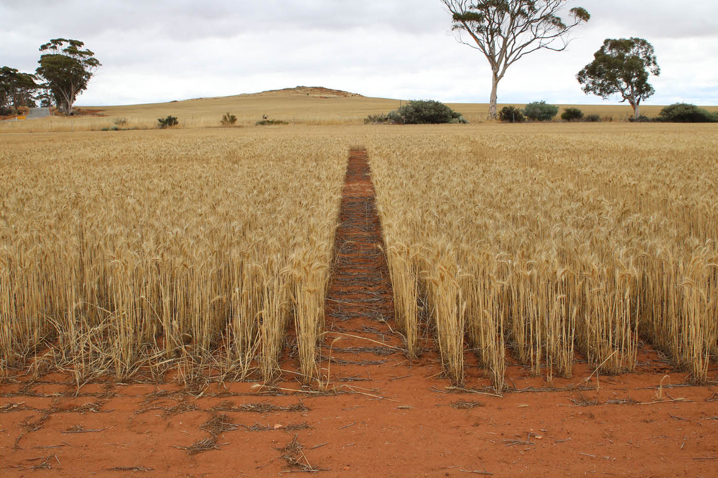 The Phosphorus Buffering Index – What Does it Mean for Your Soil ...